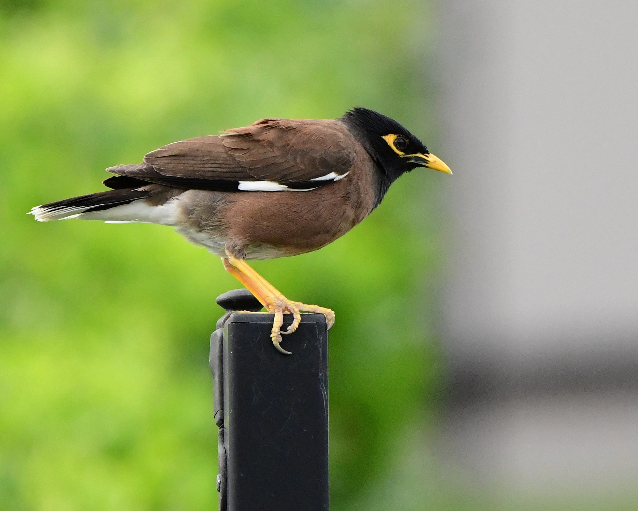 Common Mynah – Bird Spots