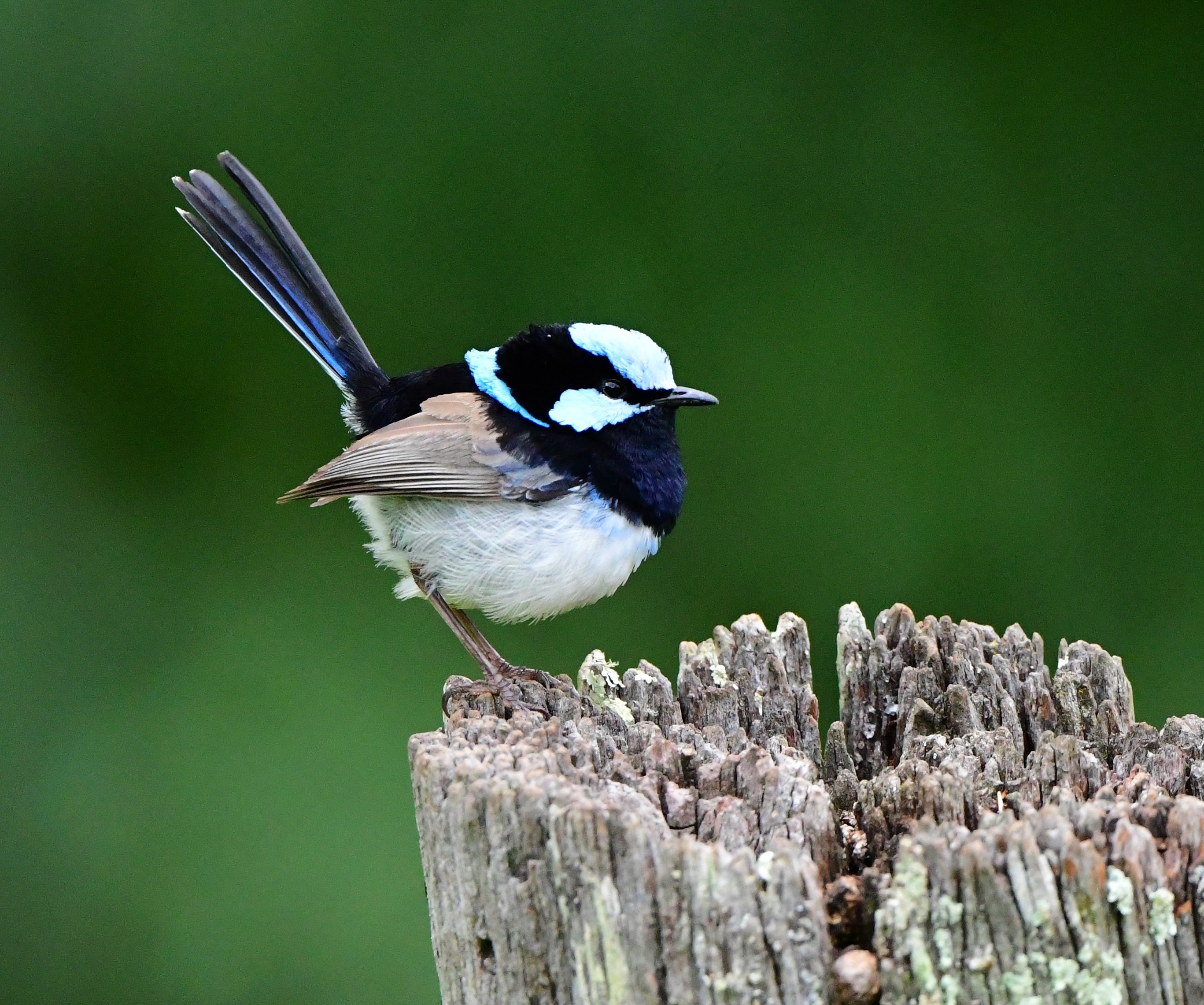 Bunya Mountains, Dec 2021 – Bird Spots