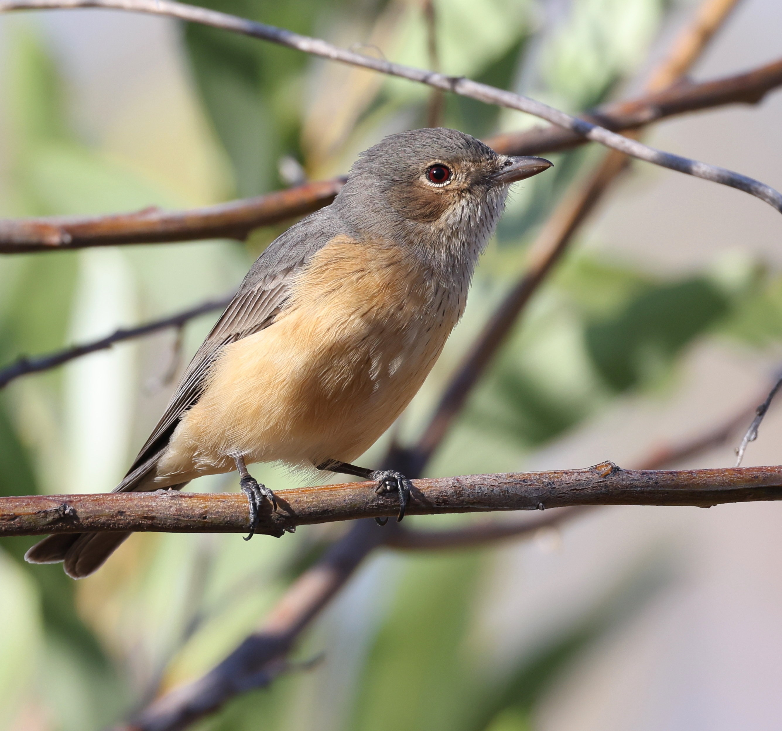 Nitmiluk (Katherine) Gorge and Katherine, Jul 2022 – Bird Spots