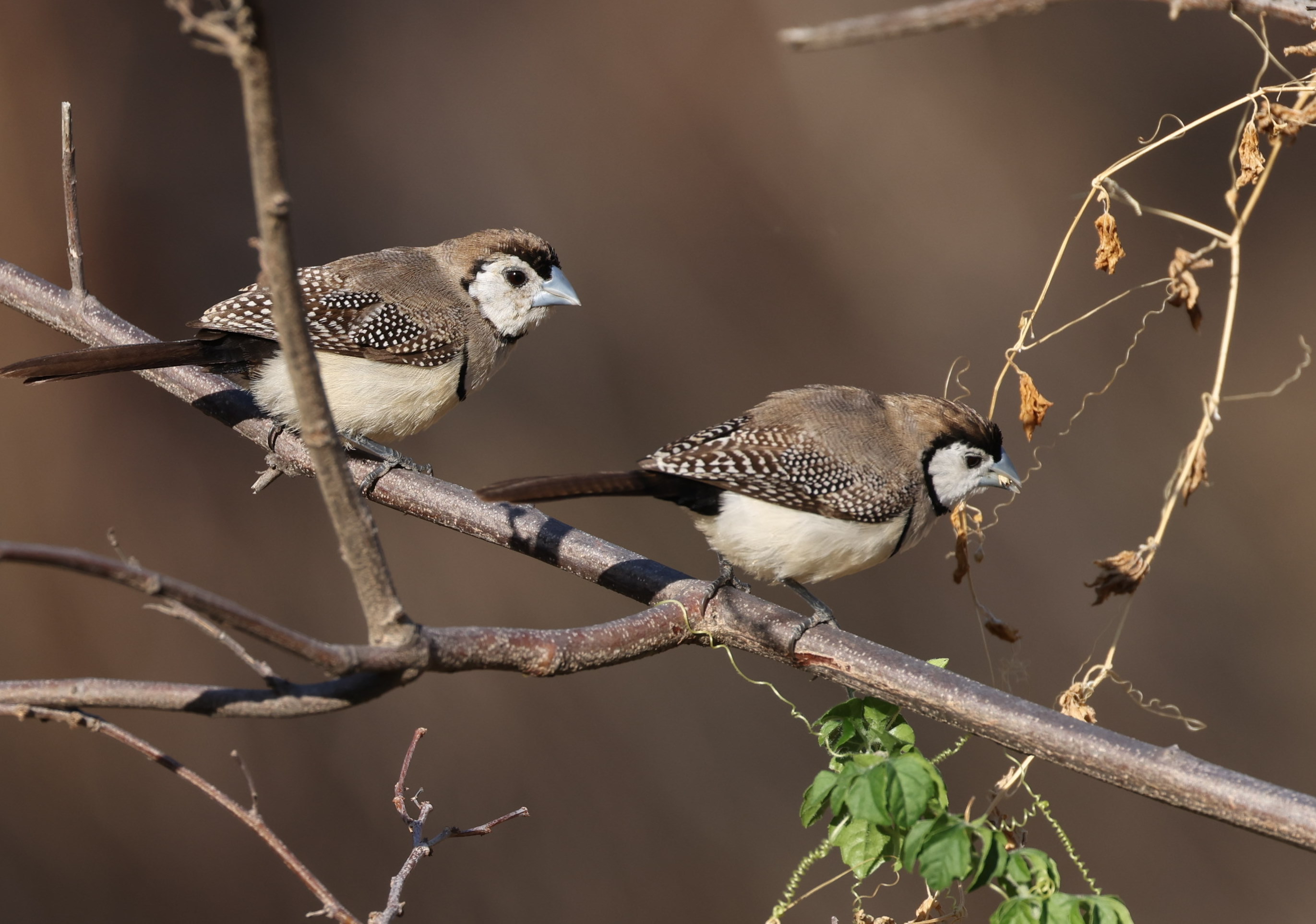 Nitmiluk (Katherine) Gorge and Katherine, Jul 2022 – Bird Spots