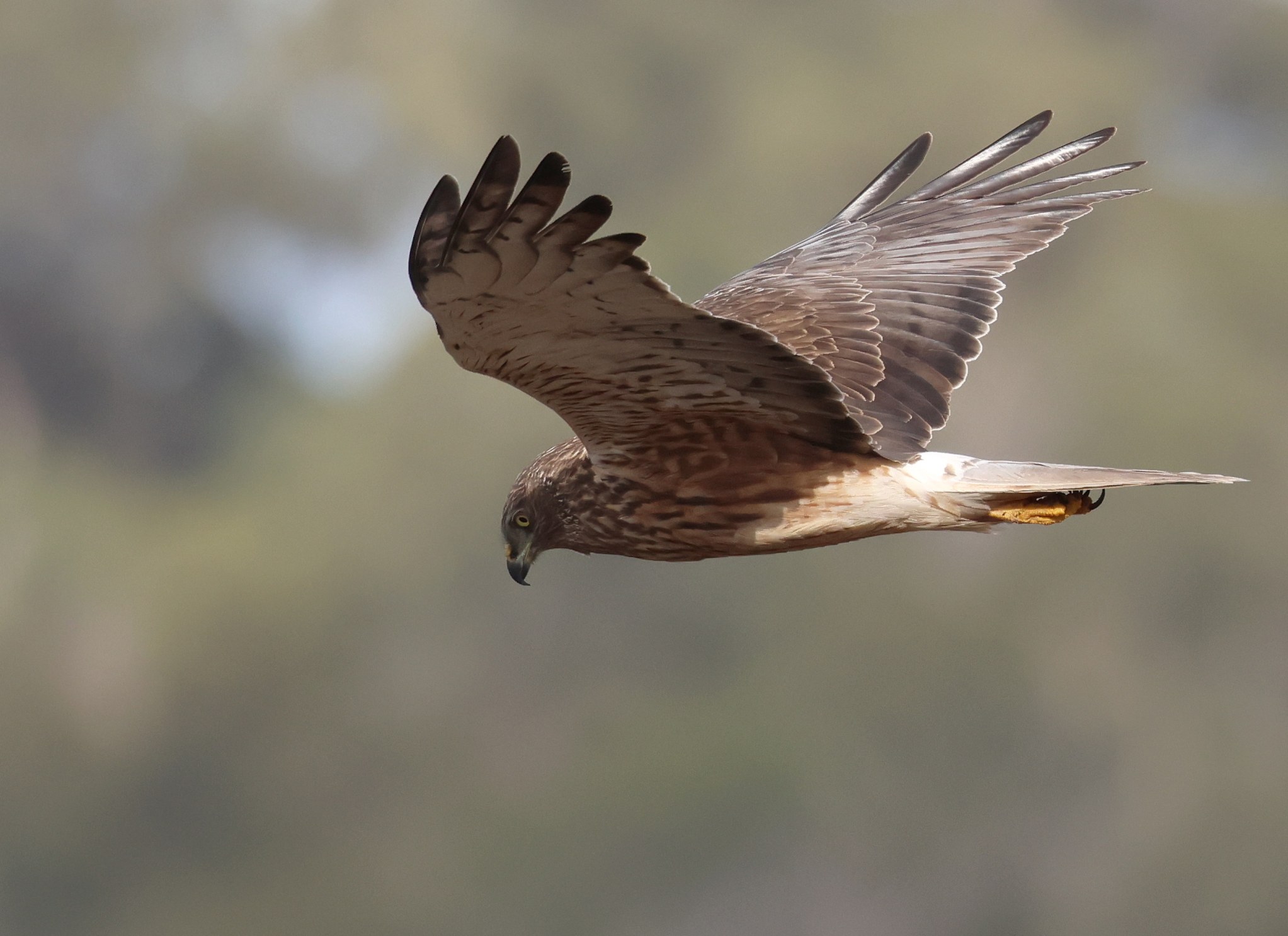 Around Perth, Oct 2023 – Bird Spots
