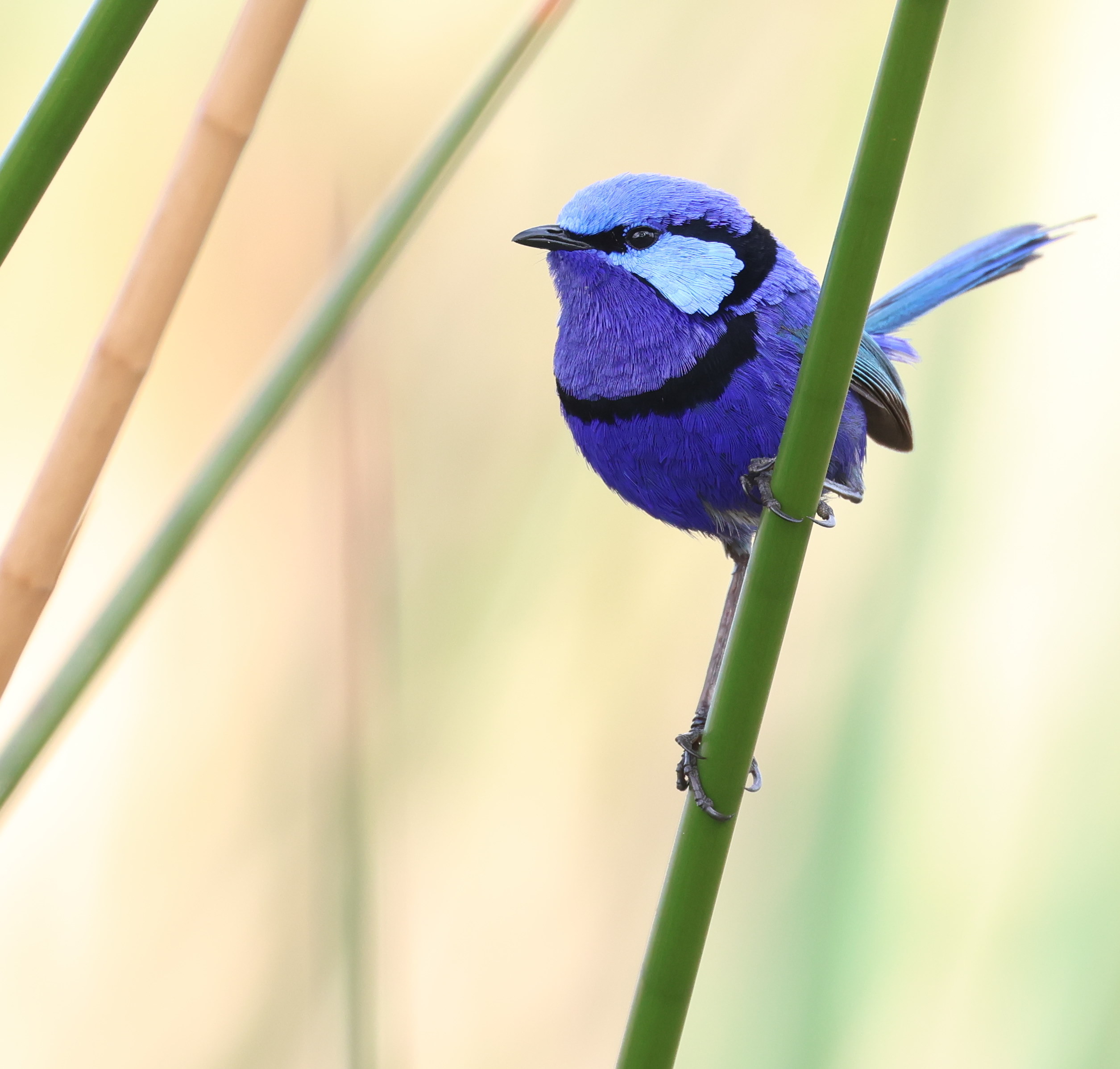 Around Perth, Oct 2023 – Bird Spots
