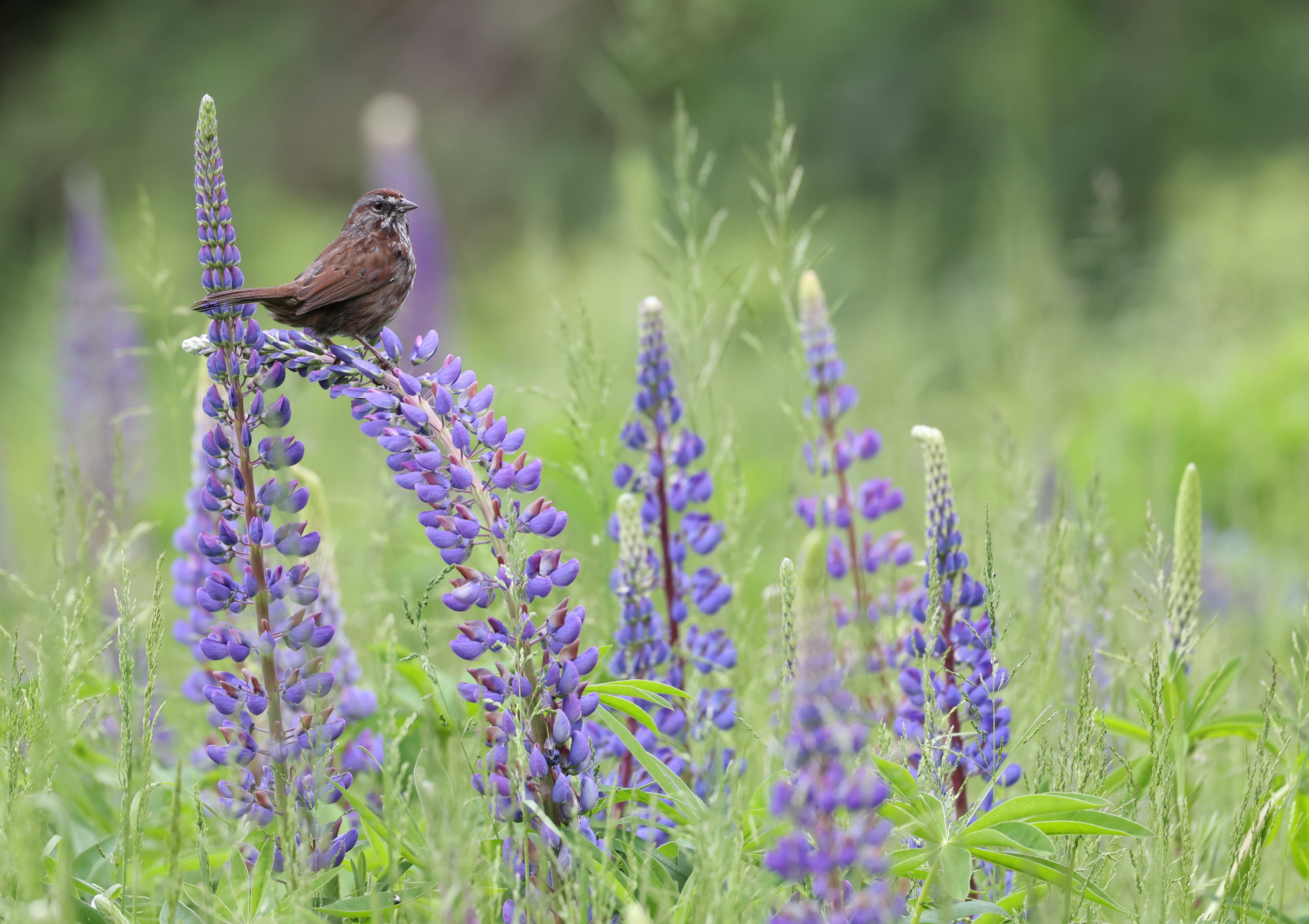Birding in the Pacific Northwest, 2024 – Bird Spots