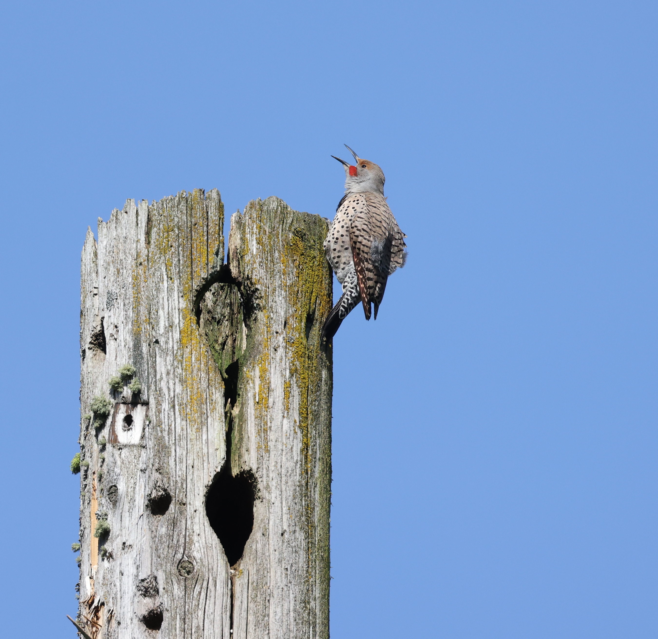 Birding in the Pacific Northwest, 2024 – Bird Spots