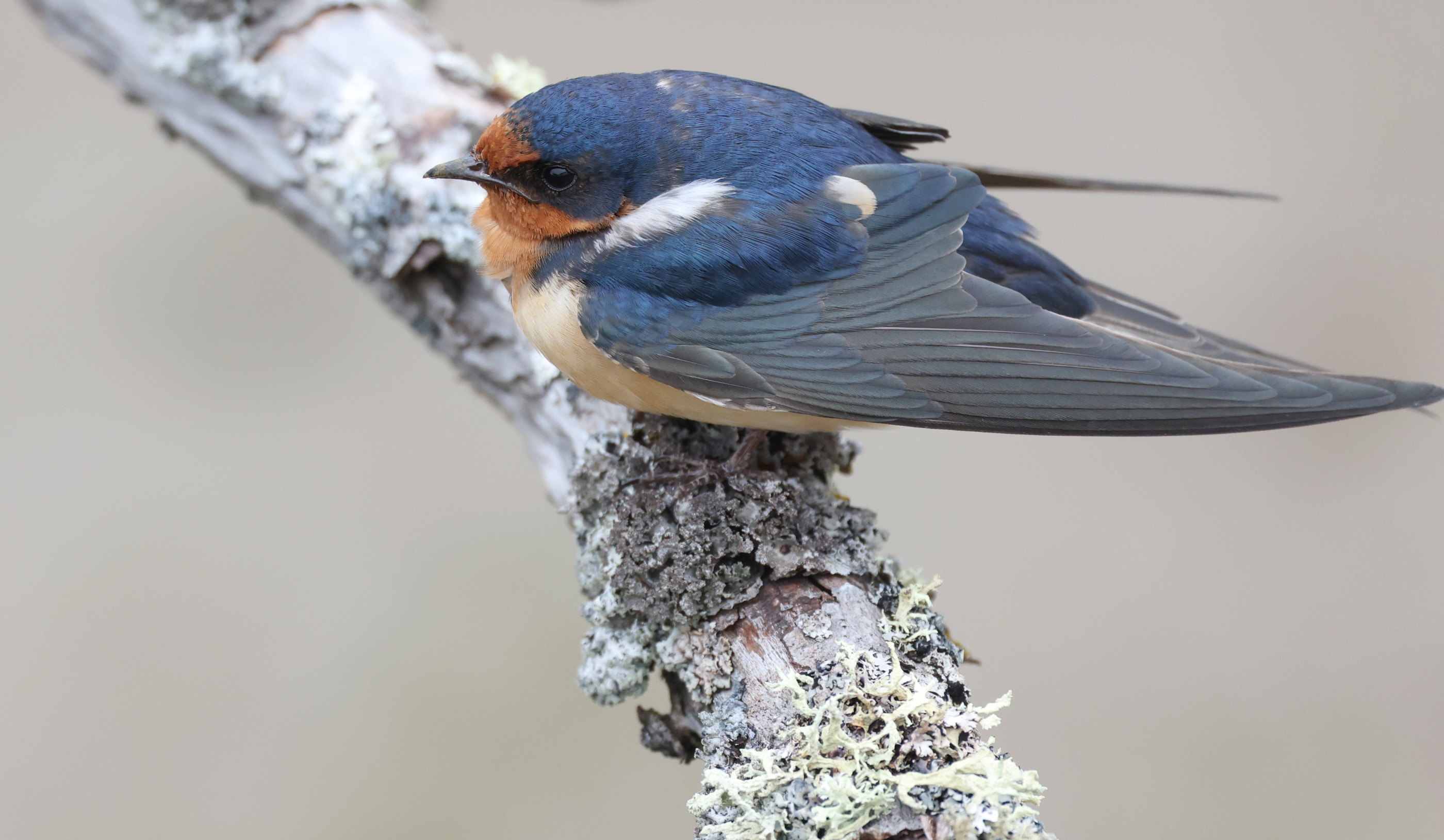 Birding in the Pacific Northwest, 2024 – Bird Spots