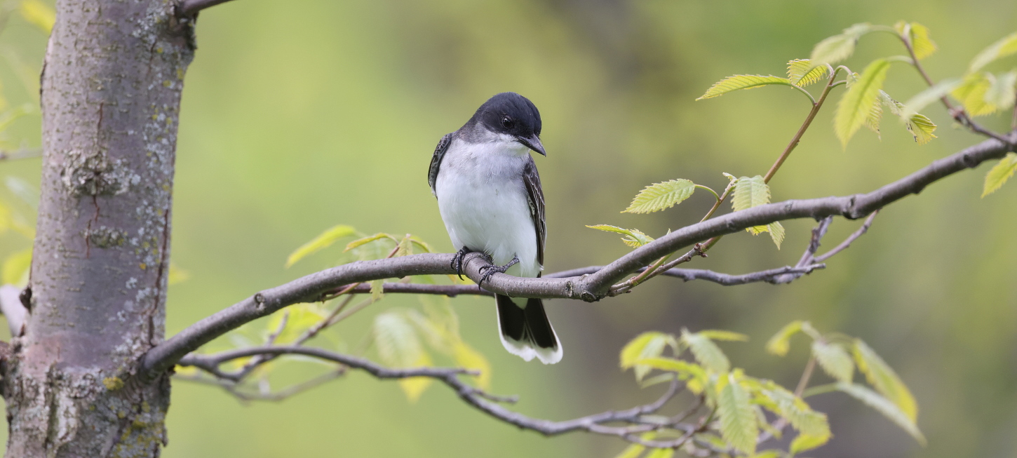 Bird Spots – Some great places to go birding