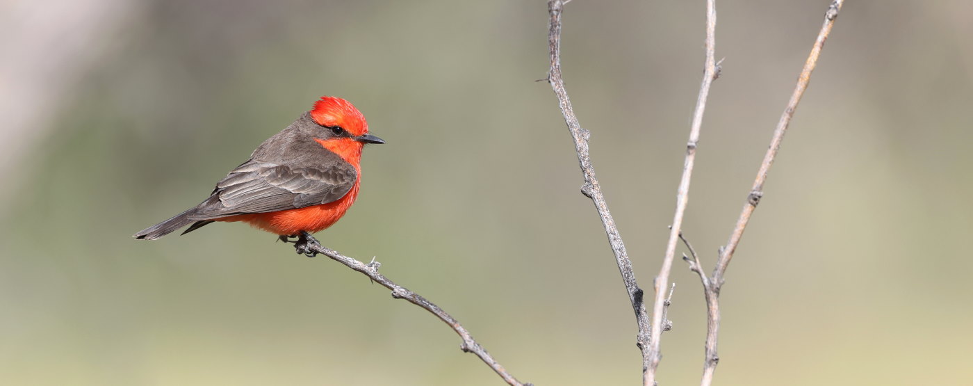 Bird Spots – Some great places to go birding