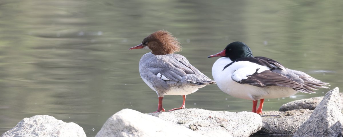 Birding in the Pacific Northwest, 2024 – Bird Spots