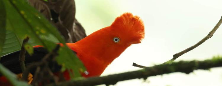 Birding in the Sacred Valley, Peru – Bird Spots